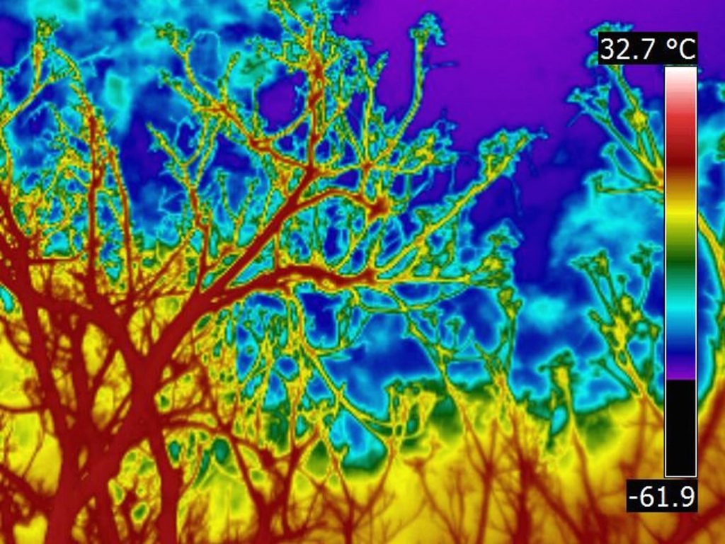 Thermal Imaging Systems in wild nature watching - Dallas Thermal Inspector
